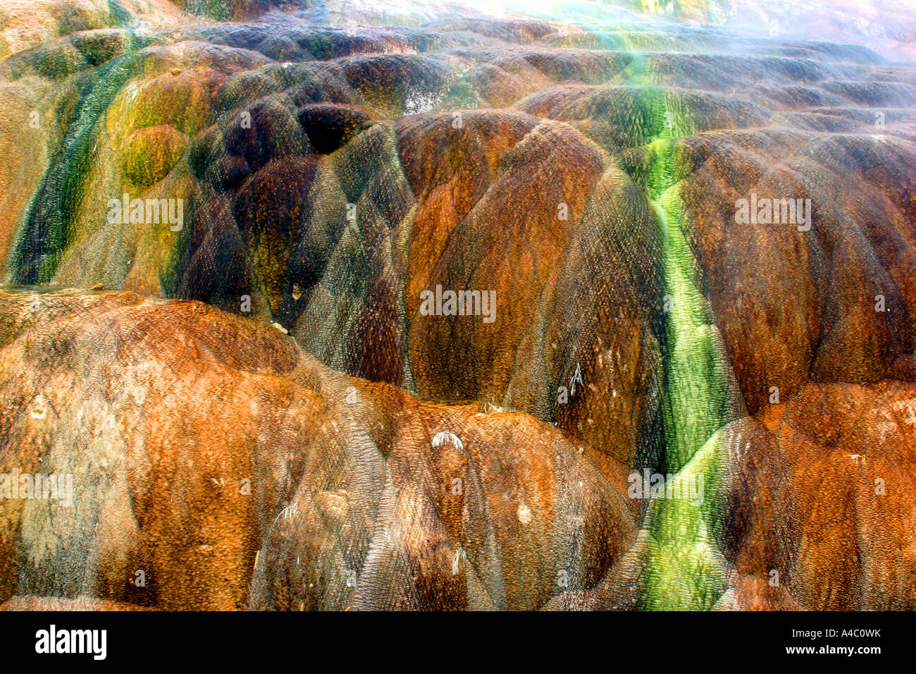 opal terrace, mammoth hot springs, yellowstone national park, wyoming ...