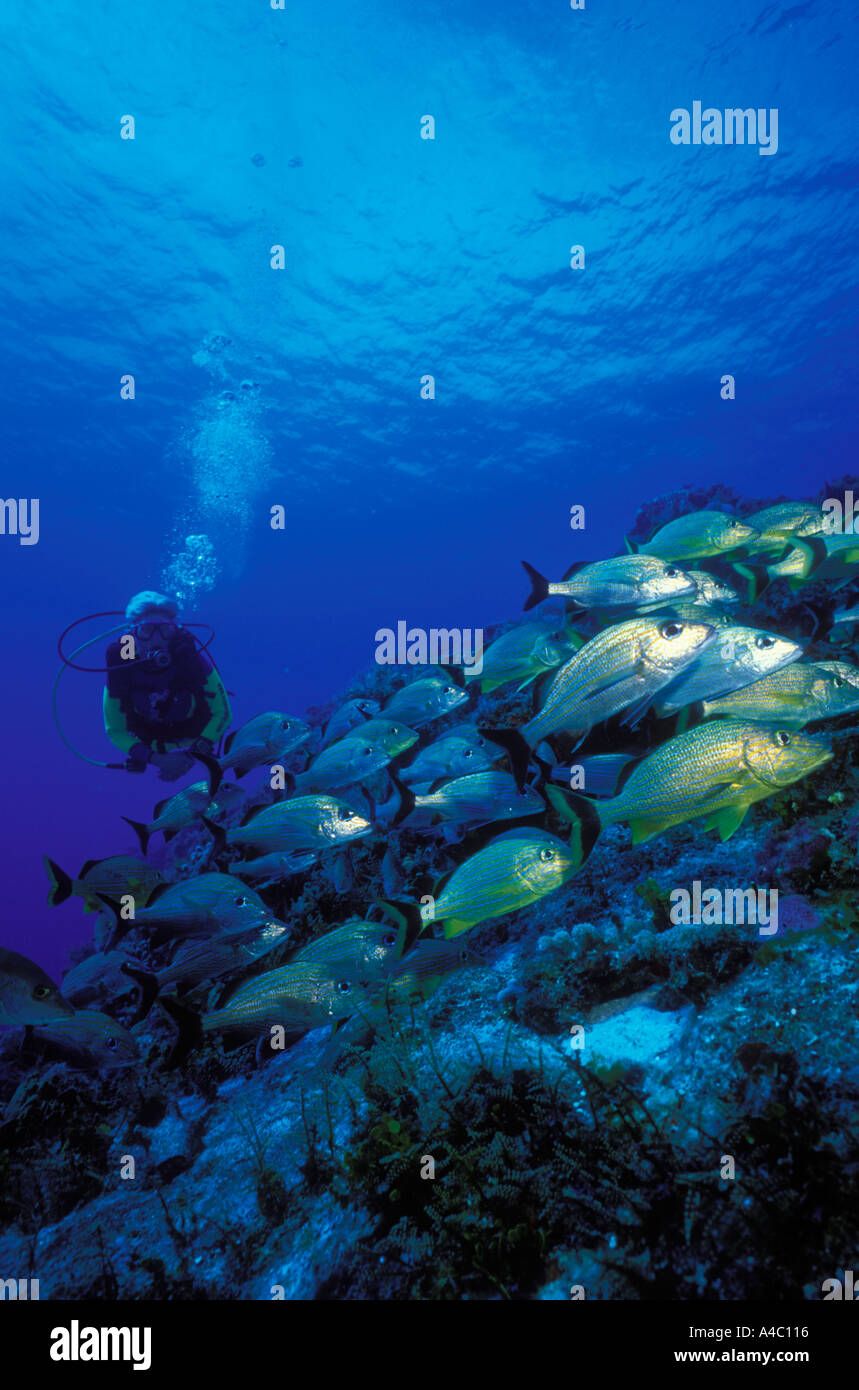 A FEMALE SCUBA WITH SCHOOLING FISH BLUE STRIPED GRUNTS AND CAESAR ...