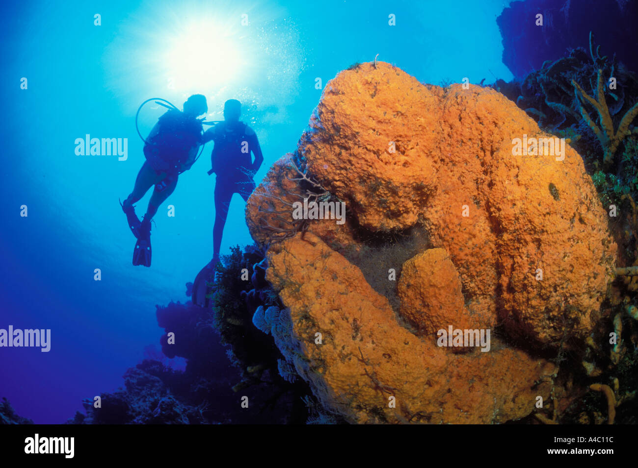 Agelas sp hi-res stock photography and images - Alamy