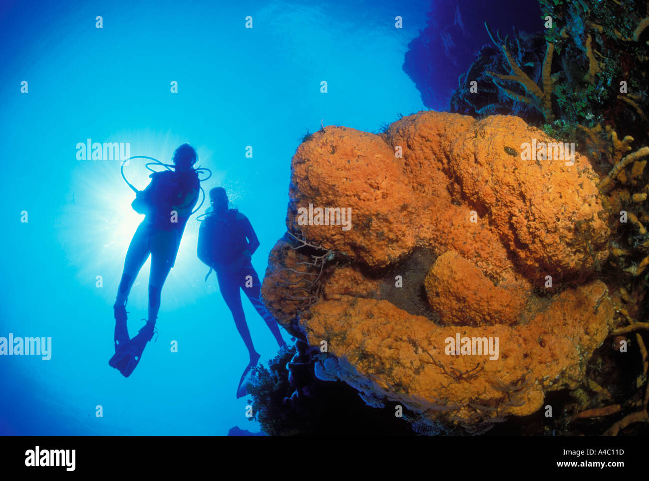 Agelas sp hi-res stock photography and images - Alamy