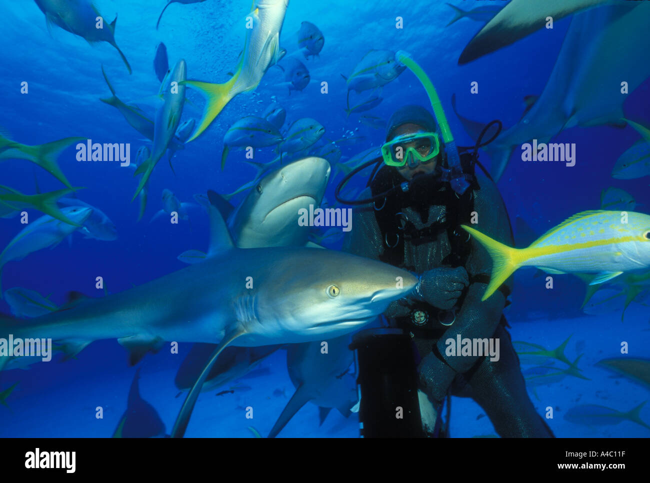A DIVER IN A CHAIN MAIL SUIT FEEDS REEF SHARKS AT GRAND BAHAMA ISLAND ...