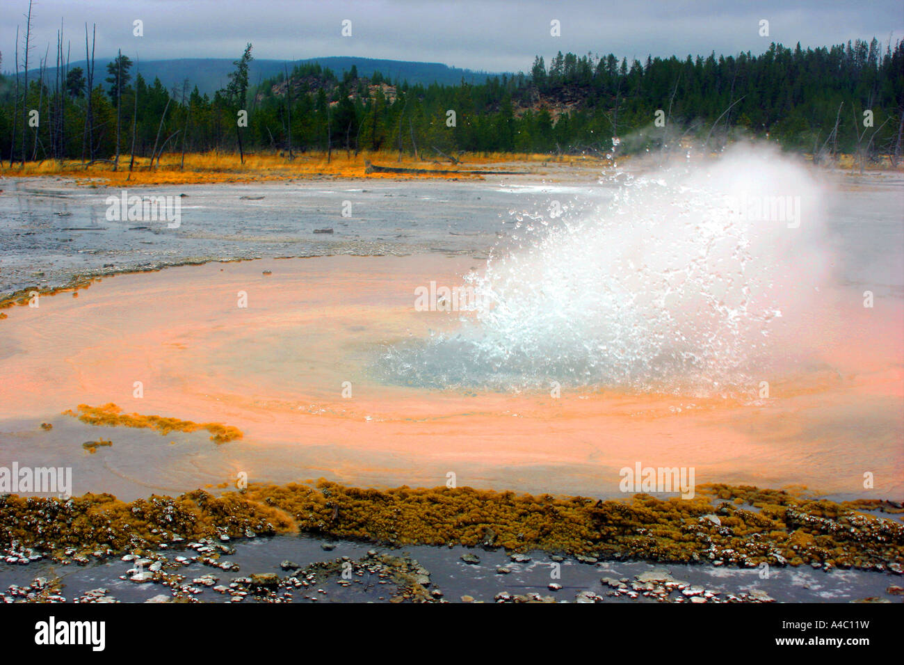 Archaea yellowstone hi-res stock photography and images - Alamy