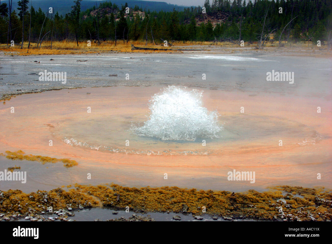 Archaea yellowstone hi-res stock photography and images - Alamy