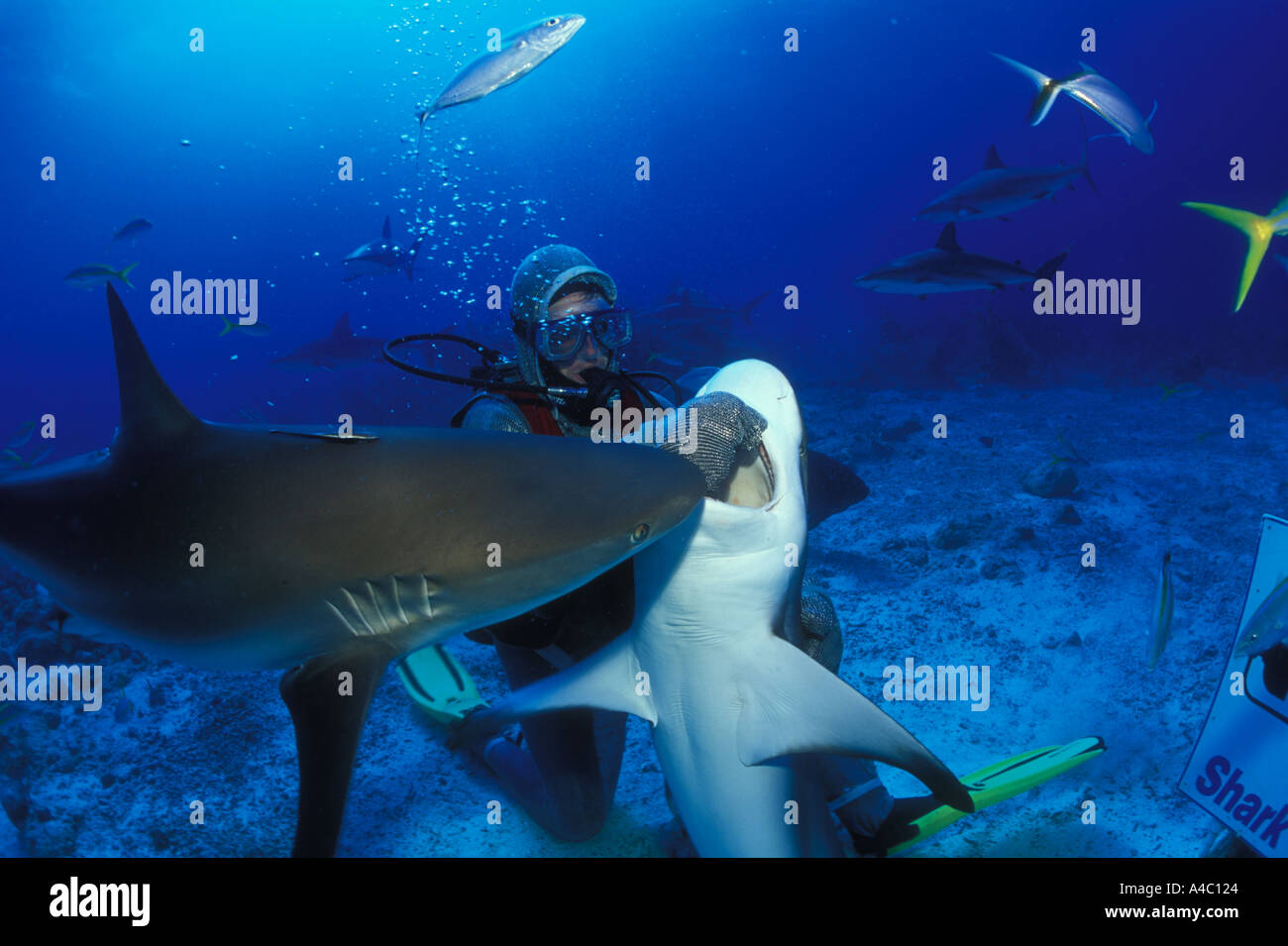 A DIVER IN A CHAIN MAIL SUIT FEEDS REEF SHARKS IN THE BAHAMAS Stock ...