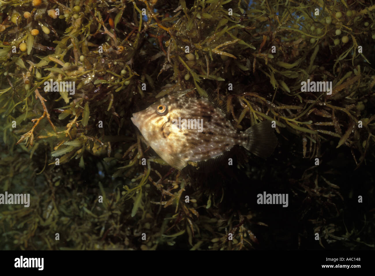 PYGMY FILEFISH STEPHANOLEPIS SETIFER HIDES IN SEA GRASS Stock Photo - Alamy