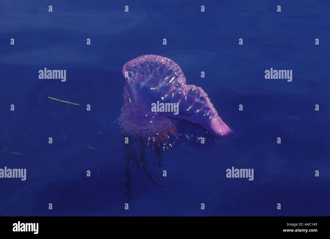 PORTUGUESE MAN OF WAR PHYSALIA PHYSALIS Stock Photo - Alamy