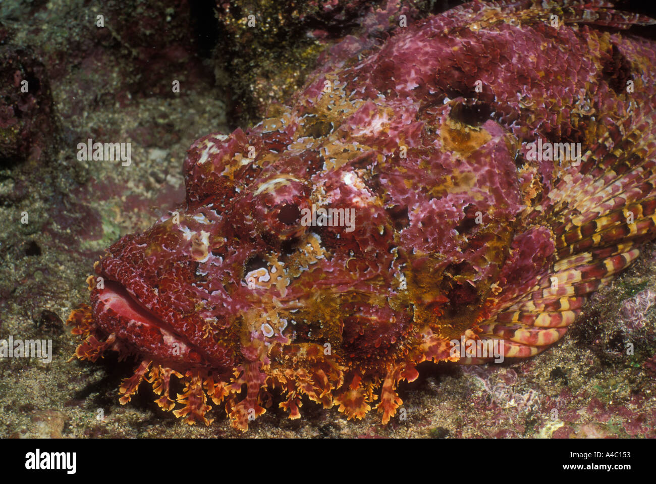 STONE SCORPIONFISH SCORPAENA PLUMIERI MYSTES GALAPAGOS ISLANDS Stock ...