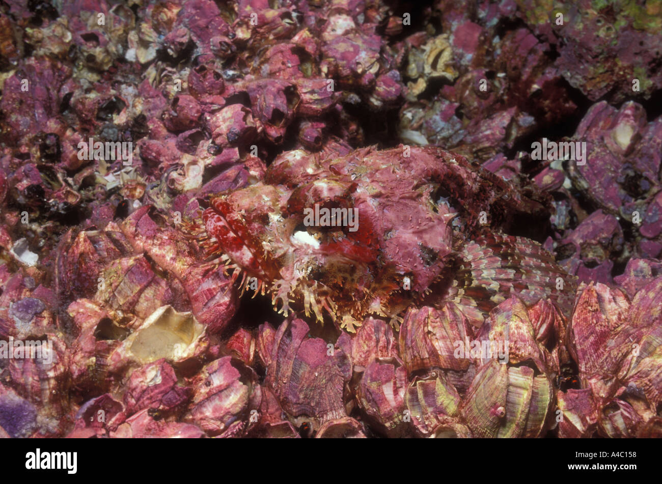 STONE SCORPIONFISH SCORPAENA PLUMIERI MYSTES IN A BED OF BARNACLES ...