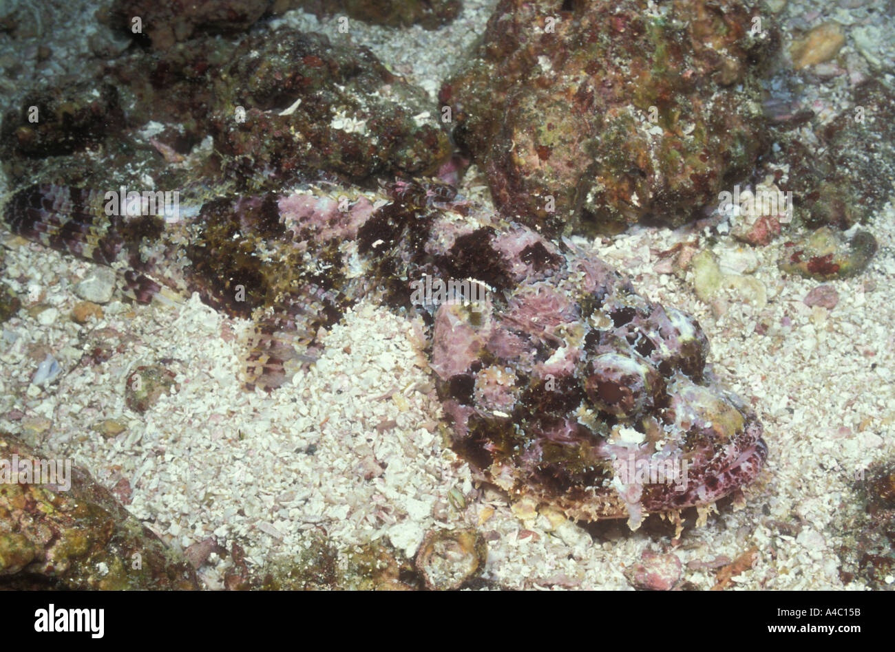 STONE SCORPIONFISH SCORPAENA PLUMIERI MYSTES GALAPAGOS ISLANDS Stock ...