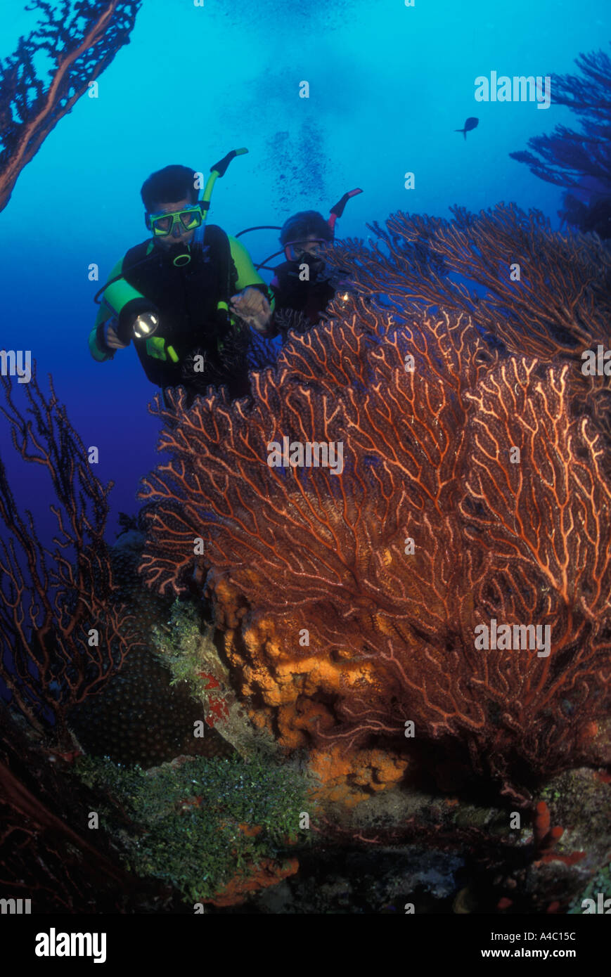 SCUBA DIVERS SHINE UNDERWATER LIGHTS AT DEEPWATER SEA FAN BELIZE Stock ...