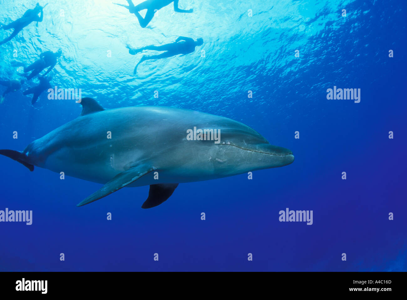 British nose hi-res stock photography and images - Alamy