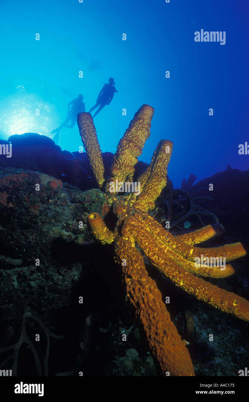 SILHOUETTE OF DIVER BEHIND AN IMPRESSIVE DISPLAY OF YELLOW BRANCHING ...