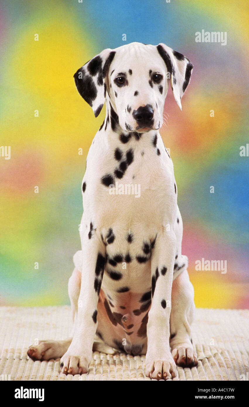 Dalmatian dog - sitting Stock Photo - Alamy