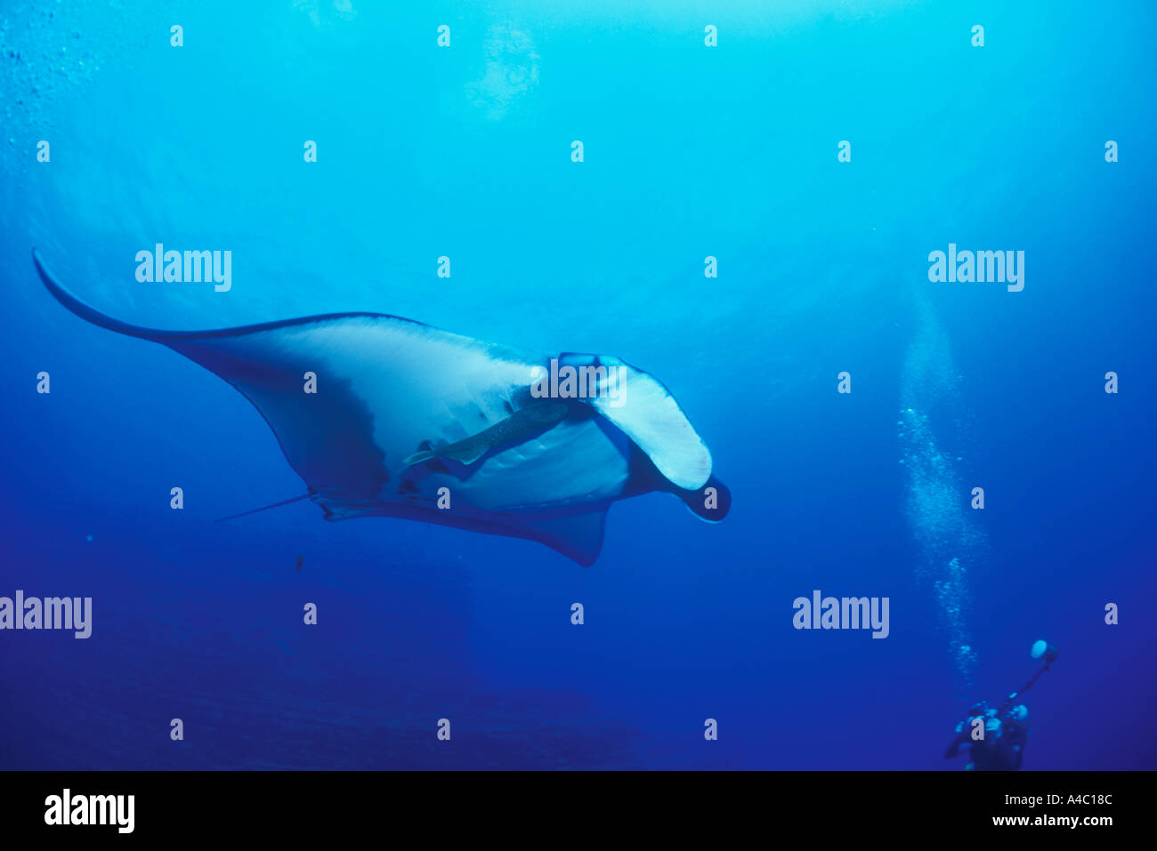 Manta hamiltoni hi-res stock photography and images - Alamy