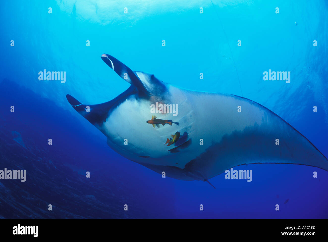 PACIFIC MANTA MANTA HAMILTONI SOCORRO ISLANDS AT CLEANING STATION Stock ...