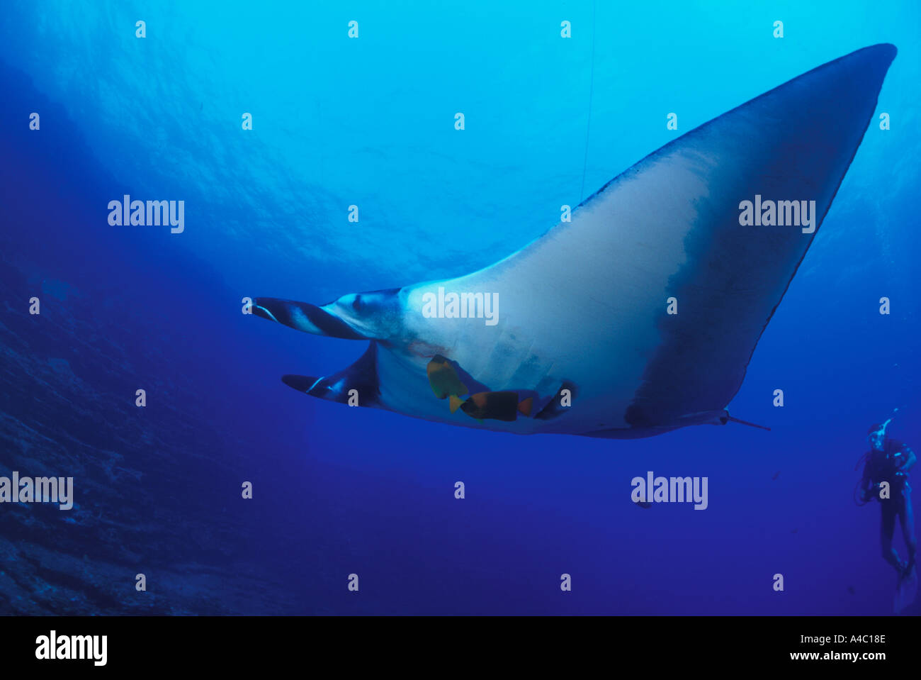 Manta hamiltoni hi-res stock photography and images - Alamy
