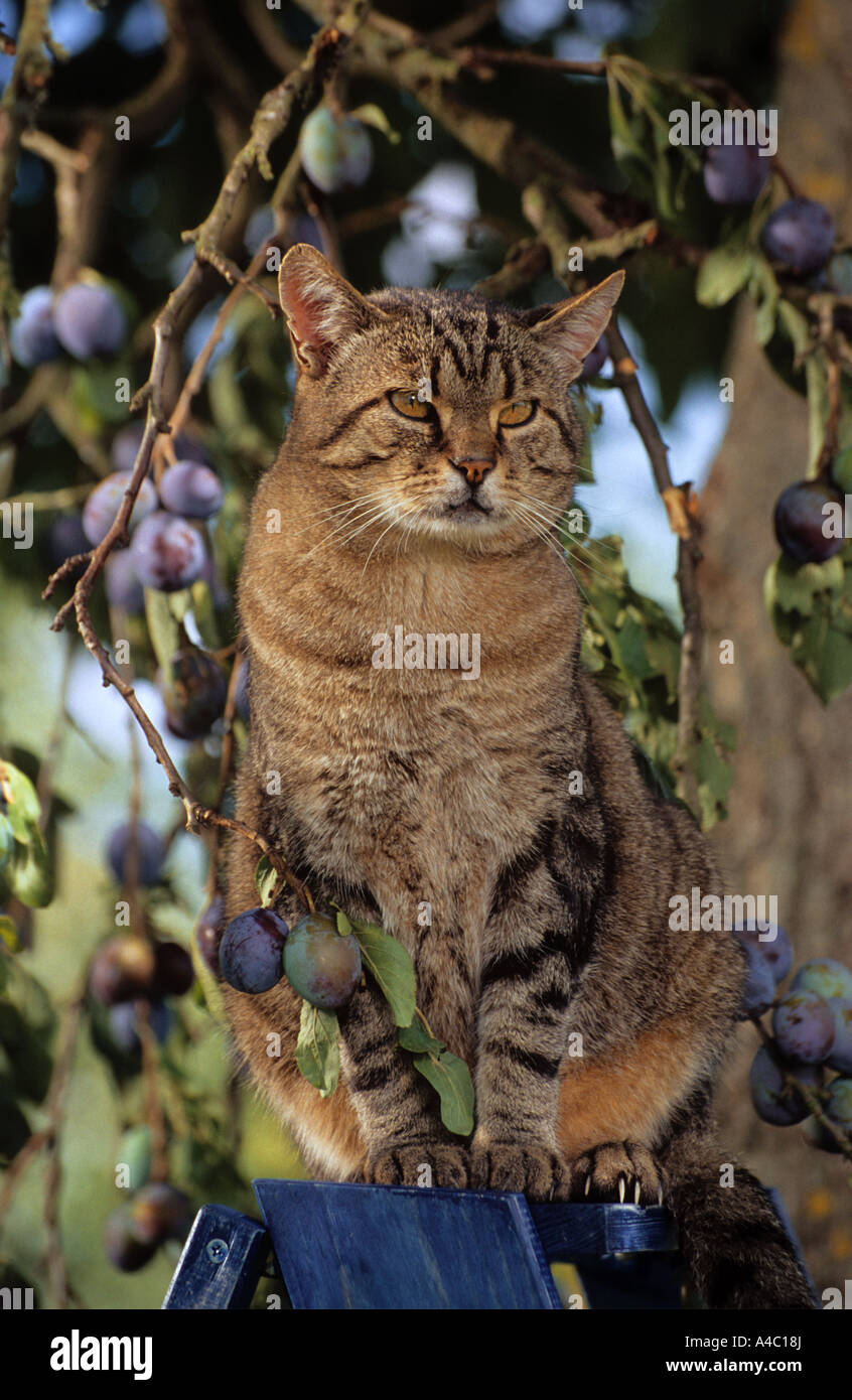 Tabby cat sitting ladder hi-res stock photography and images - Alamy
