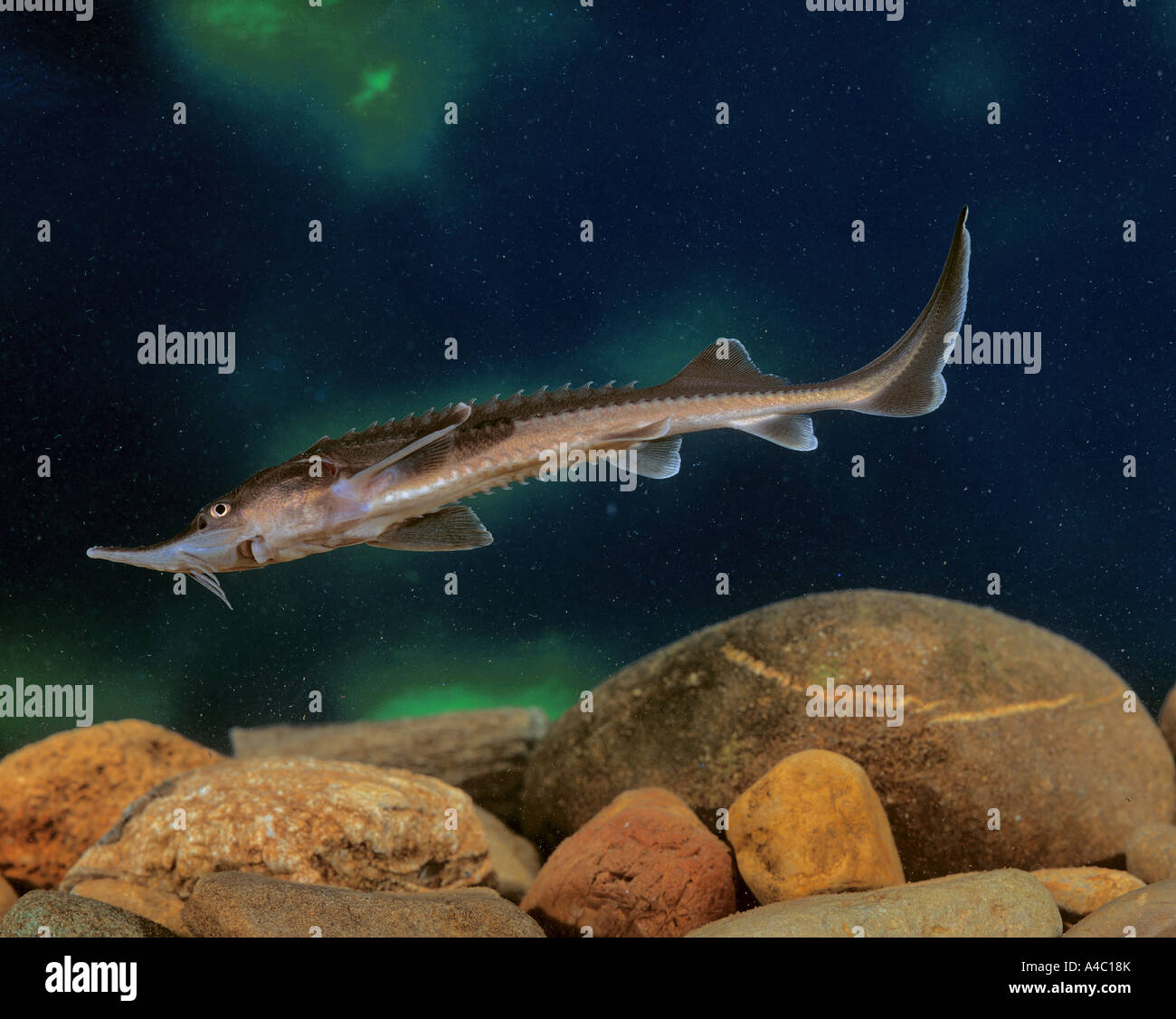 Sterlets hi-res stock photography and images - Alamy