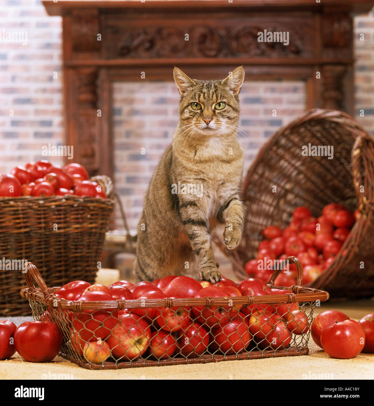 Cat and apples hi-res stock photography and images - Alamy