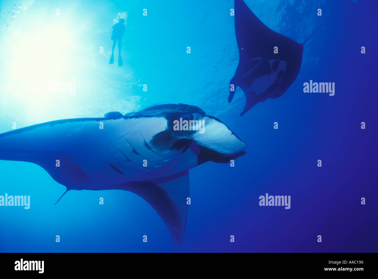 PACIFIC MANTA MANTA HAMILTONI SOCORRO ISLANDS Stock Photo - Alamy
