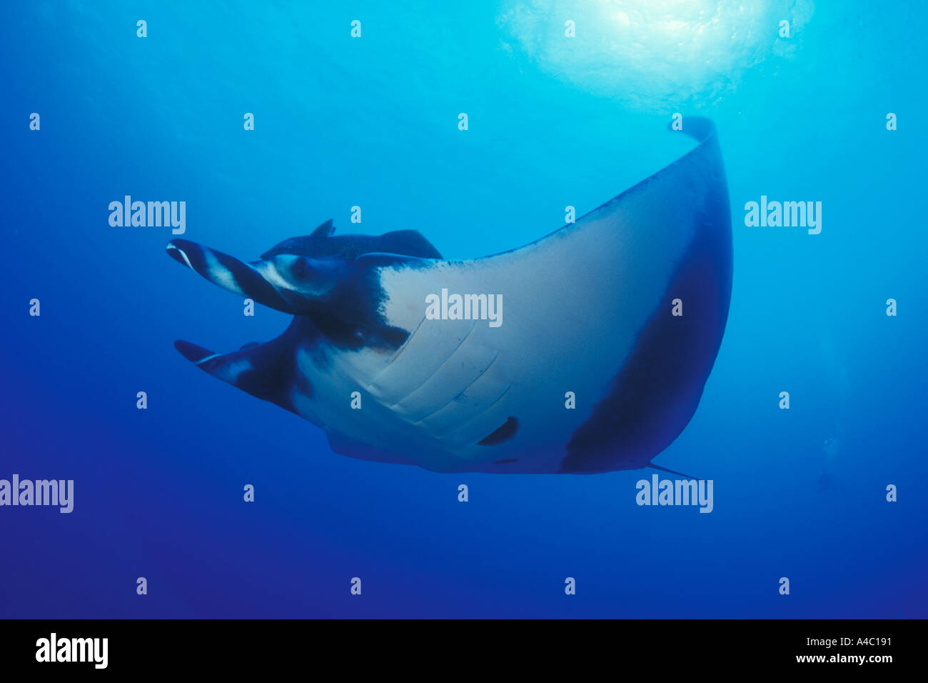 PACIFIC MANTA MANTA HAMILTONI SOCORRO ISLANDS Stock Photo - Alamy