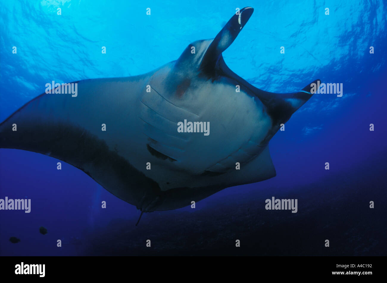 PACIFIC MANTA MANTA HAMILTONI SOCORRO ISLANDS Stock Photo - Alamy