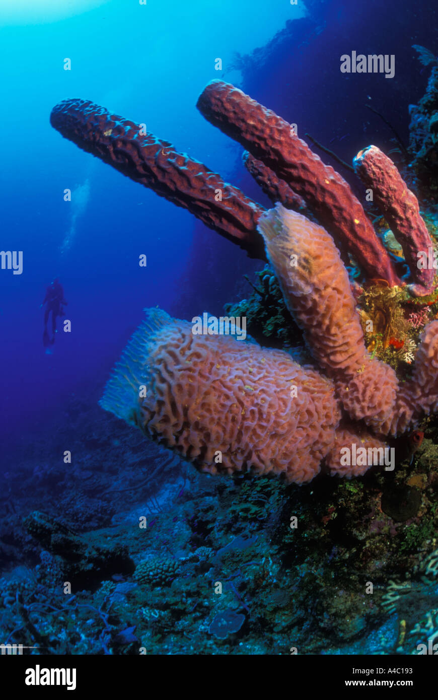 A COLLECTION OF AZURE VASE SPONGES AND BRANCHING TUBE SPONGES ON A REEF ...