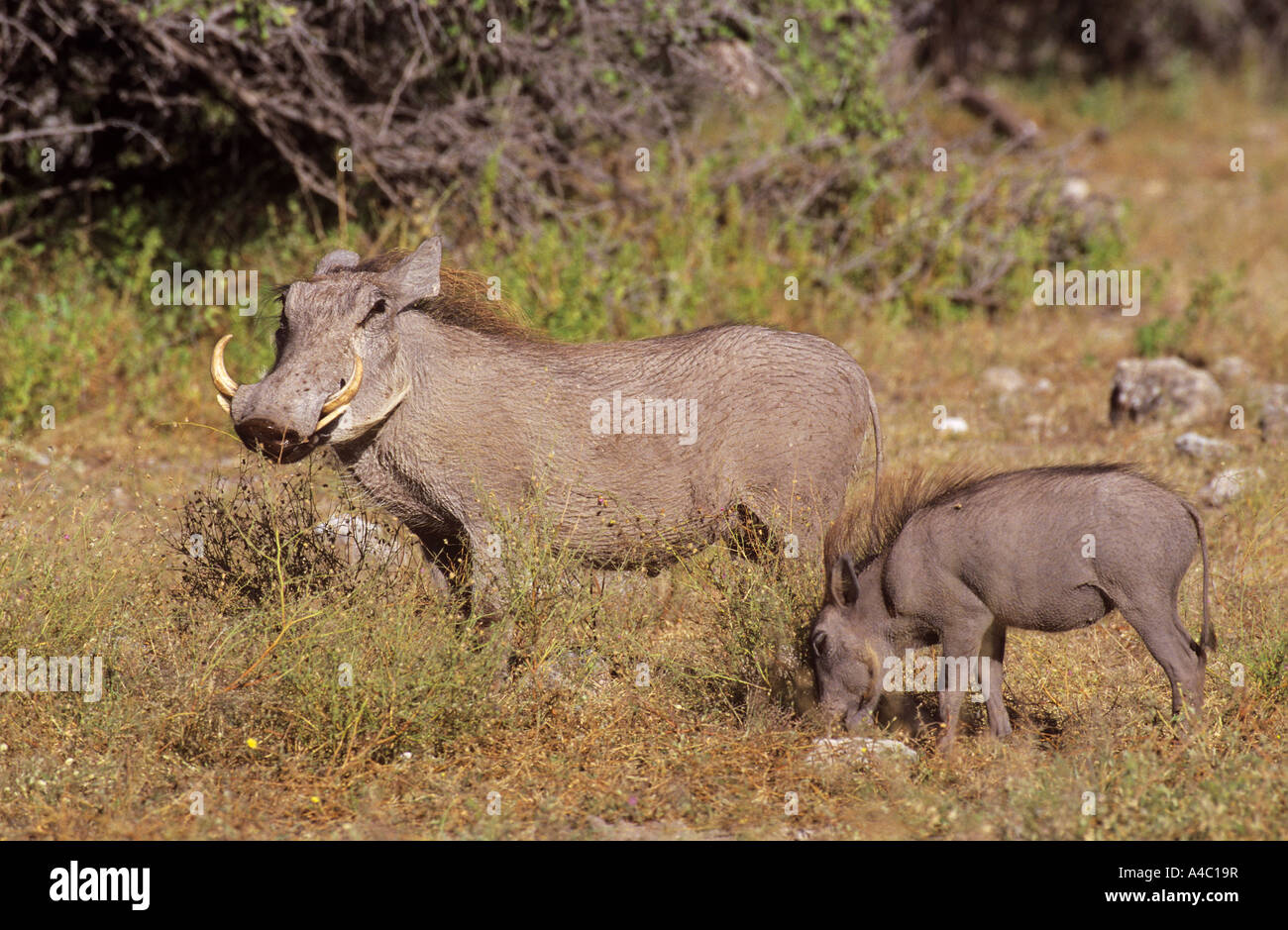 Warthogs wart hog High Resolution Stock Photography and Images - Alamy