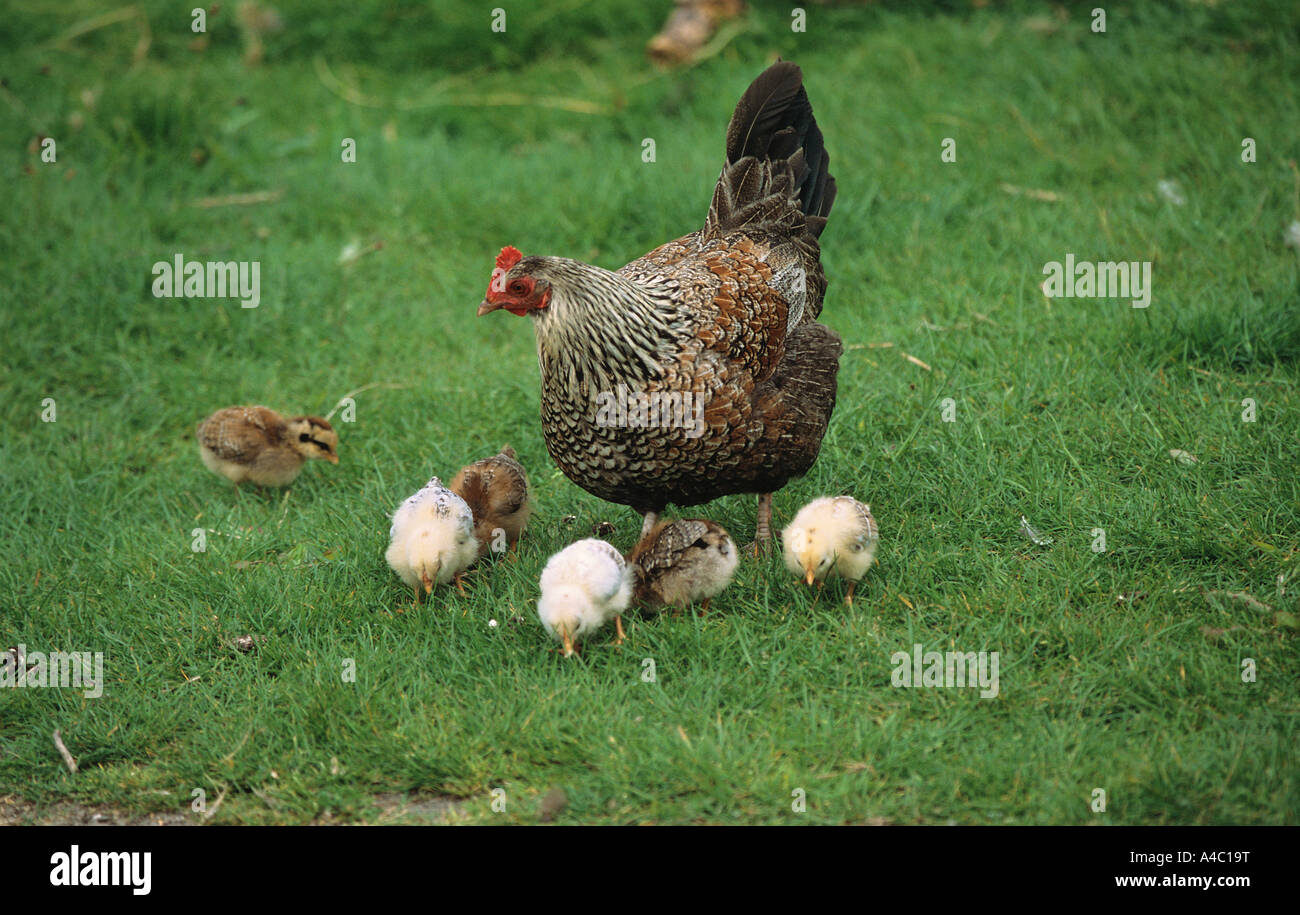 Hen and her chicks hi-res stock photography and images - Alamy