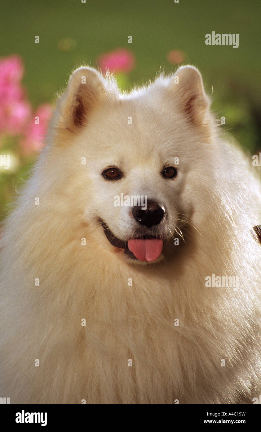 Samoyed dog - portrait Stock Photo - Alamy