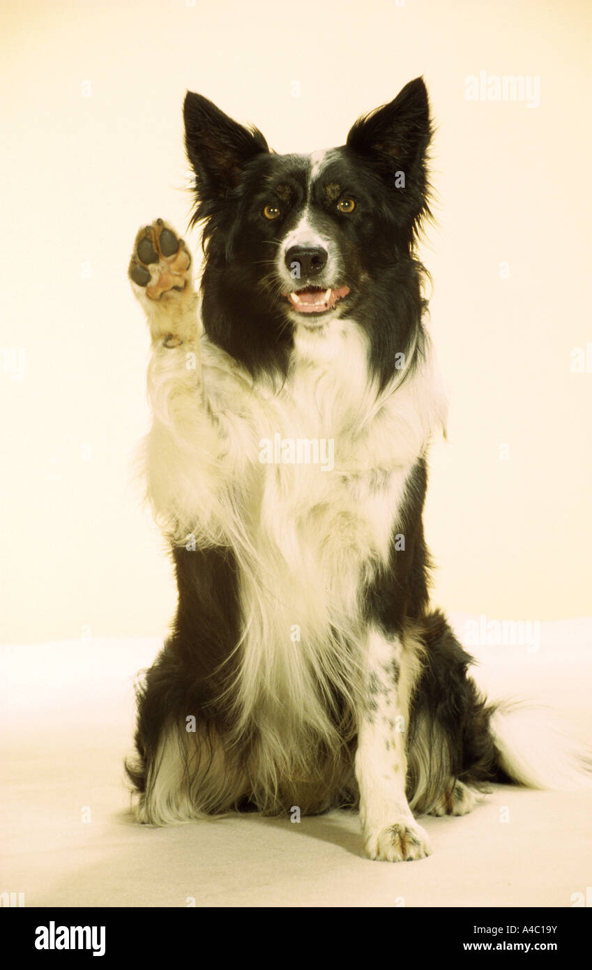 Border Collie sitting cut out Stock Photo - Alamy