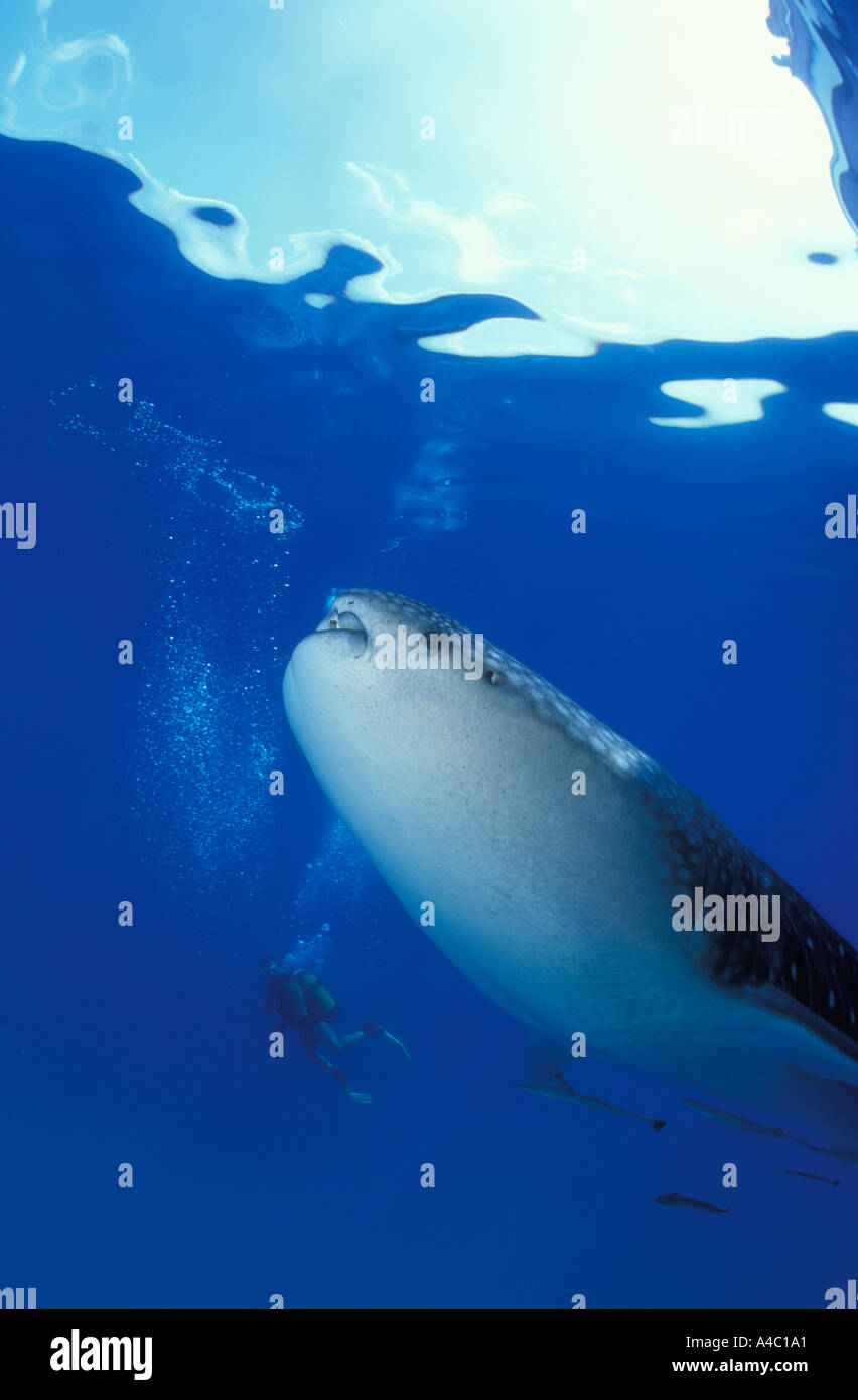Juvenile whale shark hi-res stock photography and images - Alamy
