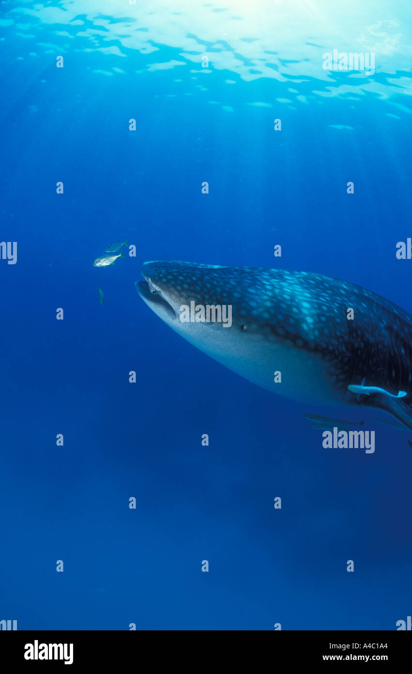JUVENILE WHALE SHARK RHINCODON TYPUS MALDIVES Stock Photo - Alamy