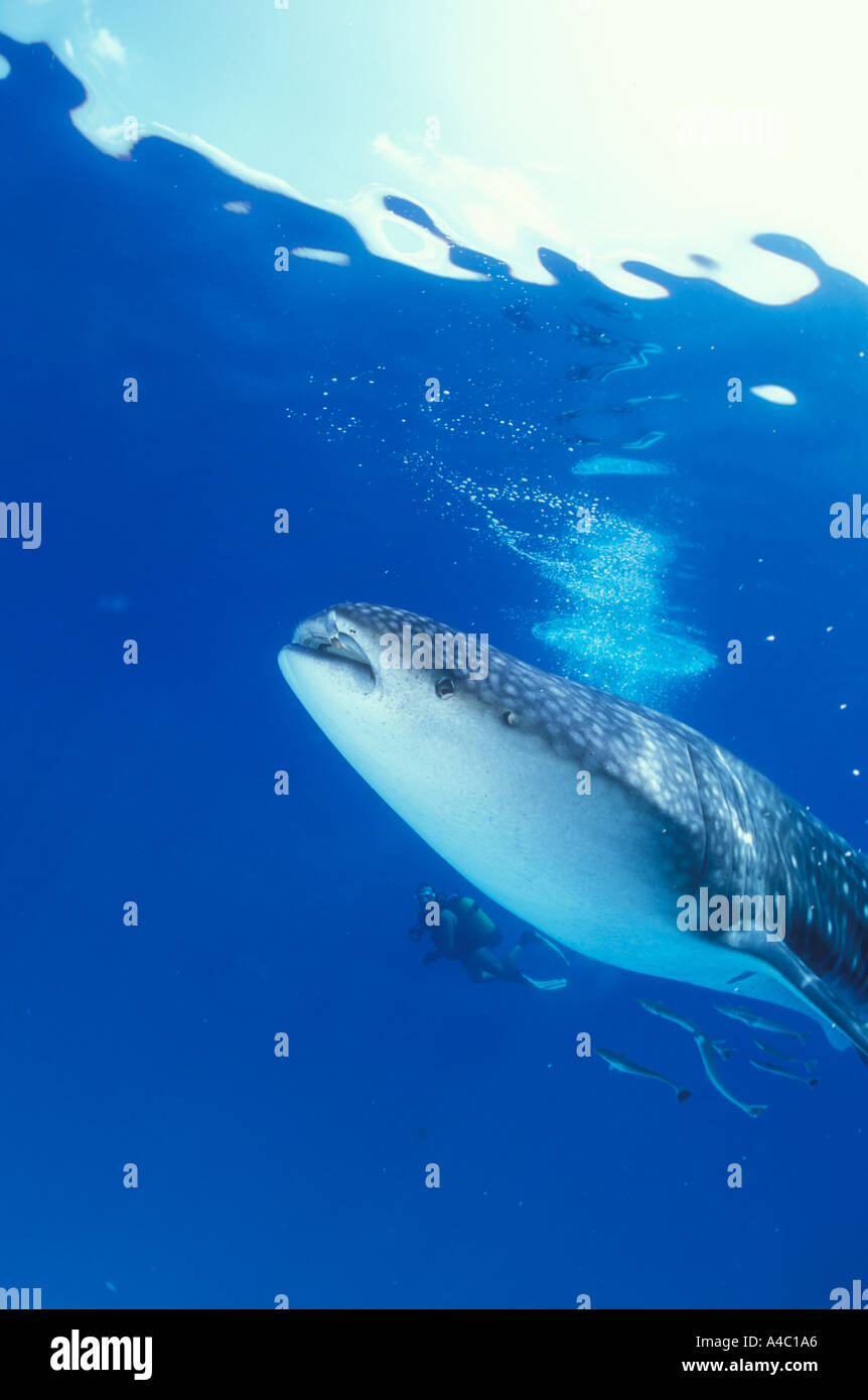 Whale shark juvenile hi-res stock photography and images - Alamy