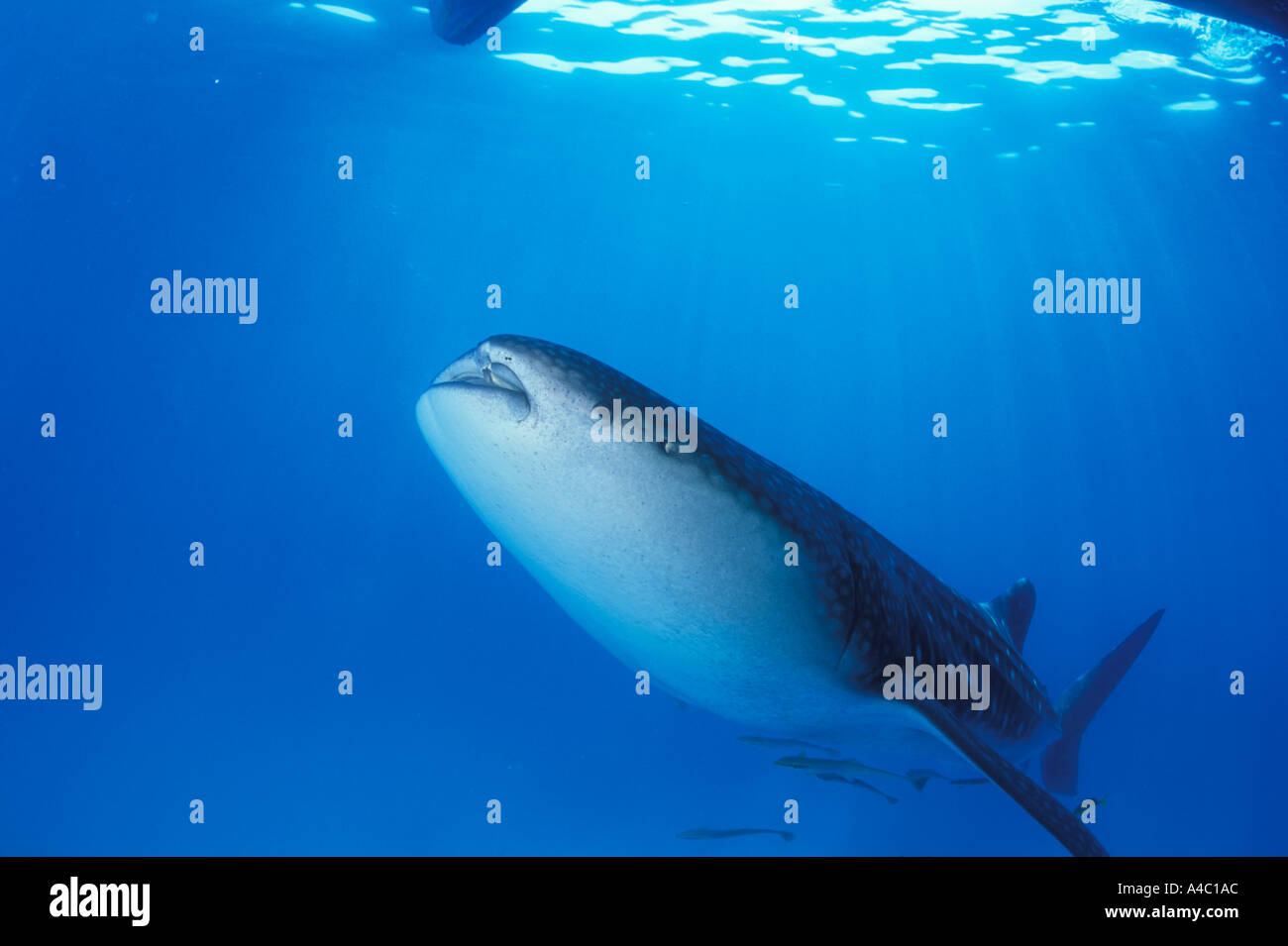 JUVENILE WHALE SHARK RHINCODON TYPUS MALDIVES Stock Photo - Alamy