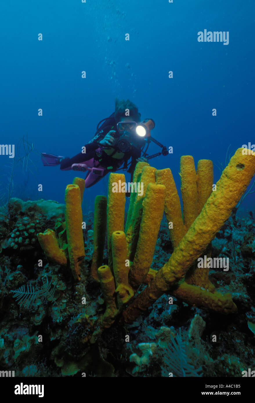 Branching sponges hi-res stock photography and images - Alamy