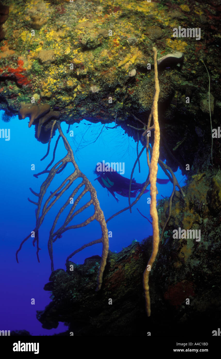 ROPE SPONGES ADORN AN OVERHANG ON A WALL IN THE CAYMAN ISLANDS Stock ...