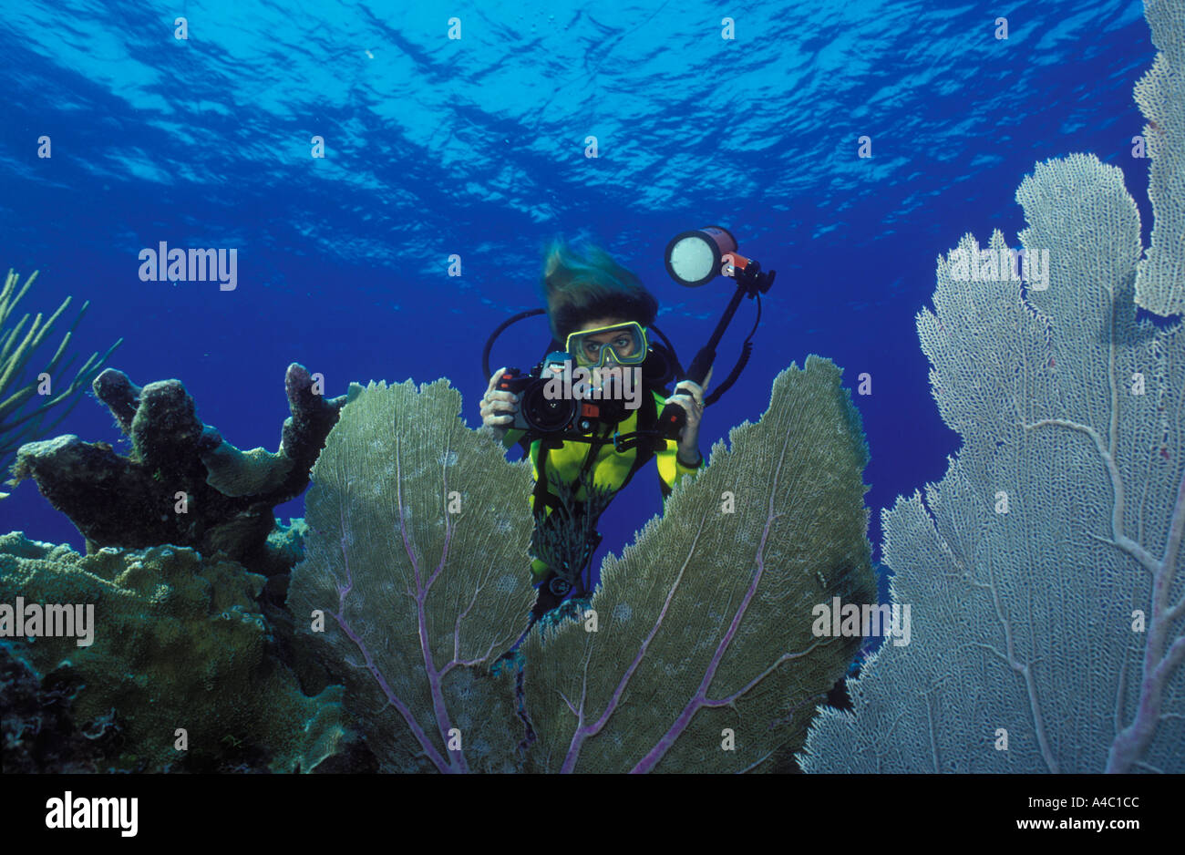 UNDERWATER PHOTOGRAPHER AND COMMON SEA FANS CARIBBEAN Stock Photo - Alamy