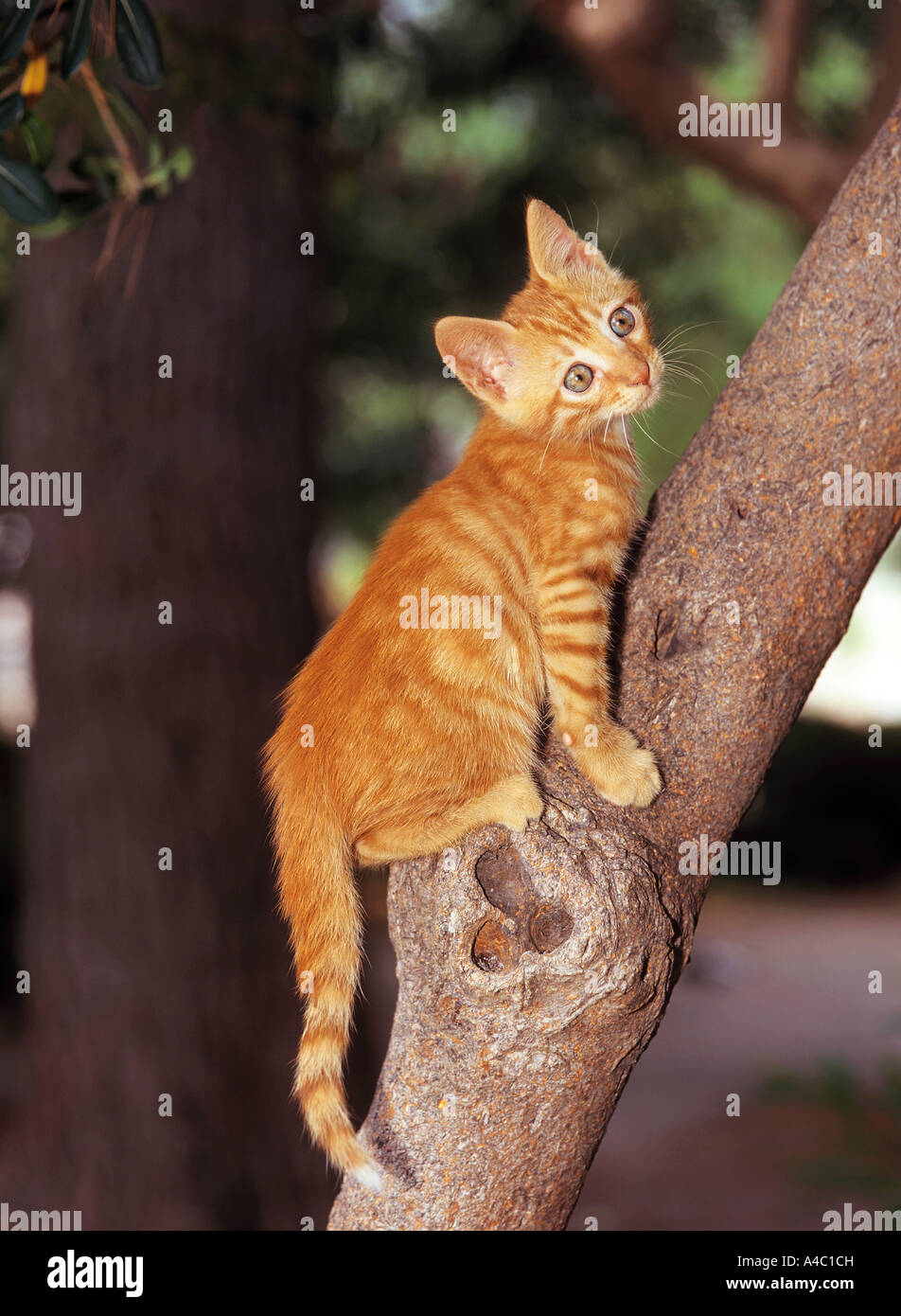young domestic cat - climbing on tree Stock Photo - Alamy