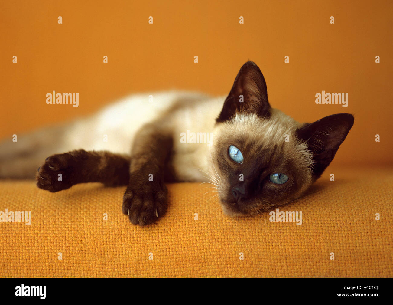 Siamese cat - lying Stock Photo - Alamy