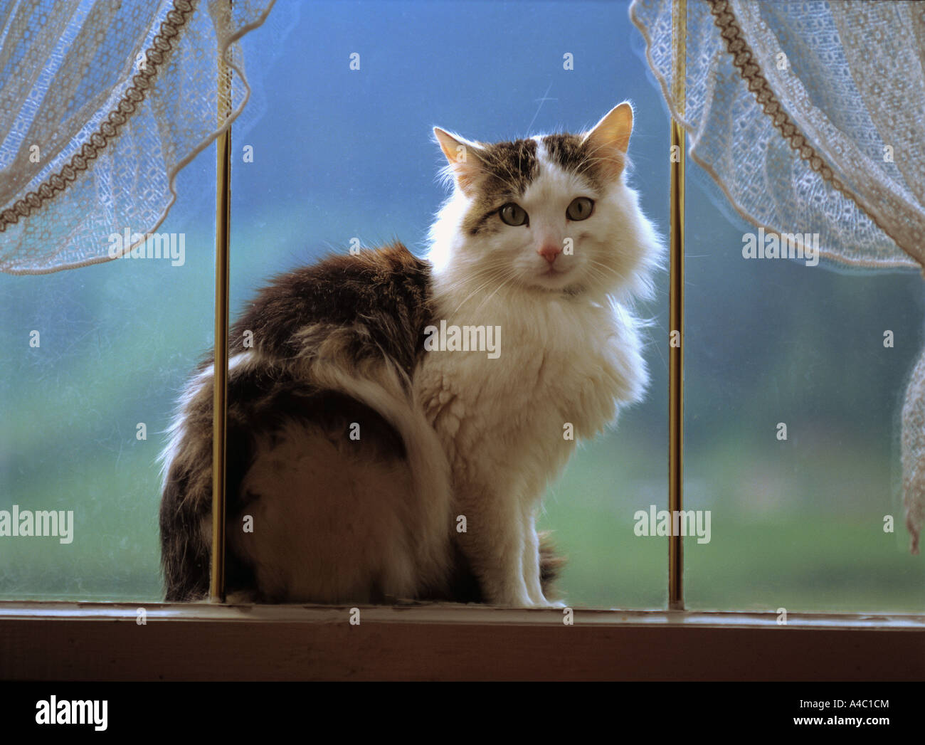 Cat sits on windowsill hi-res stock photography and images - Alamy