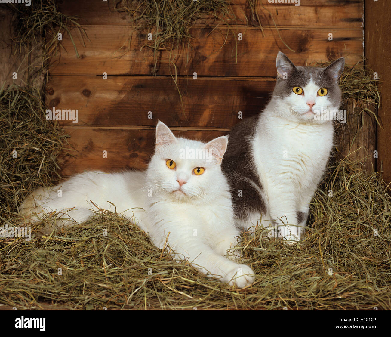 two domestic cats in hay Stock Photo - Alamy