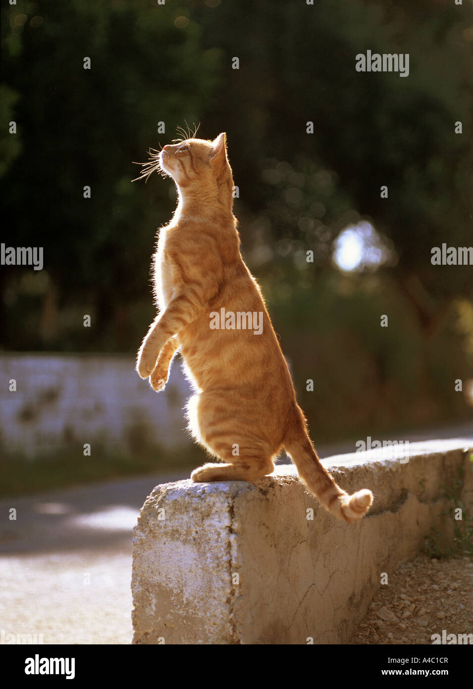 domestic cat on hind legs Stock Photo - Alamy