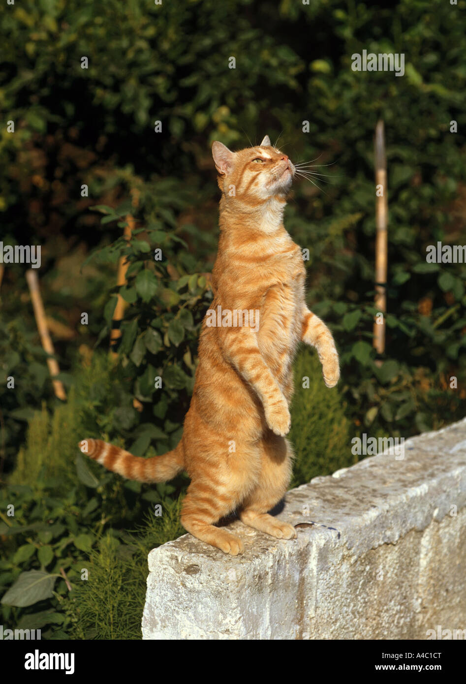 Hind legs hi-res stock photography and images - Alamy