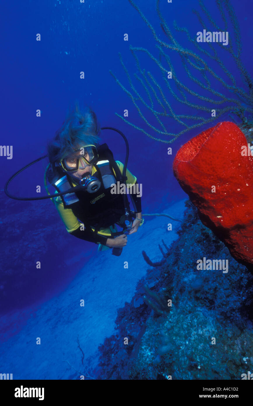 Mycale hi-res stock photography and images - Alamy