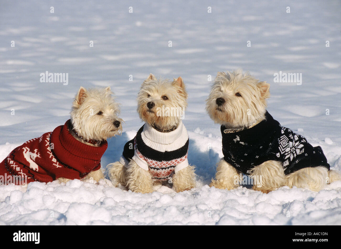 three West Highland White Terrier dogs - sitting with jumper in snow ...