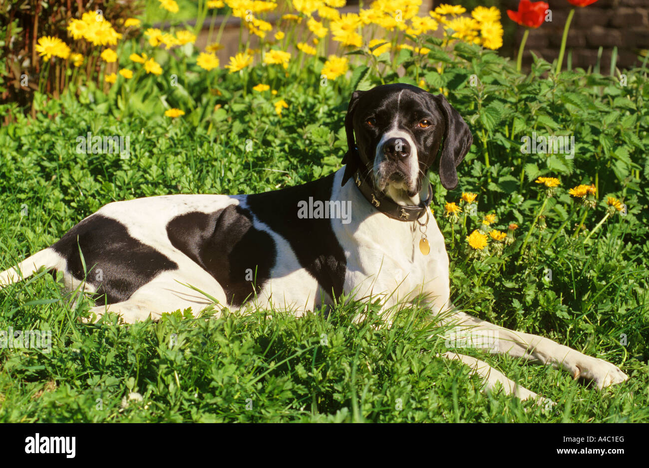 English Pointer - lying on meadow Stock Photo - Alamy