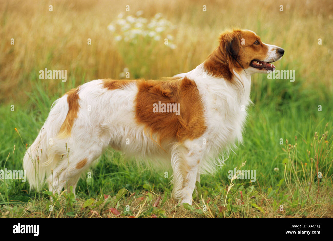 Dutch decoy spaniel hi-res stock photography and images - Alamy