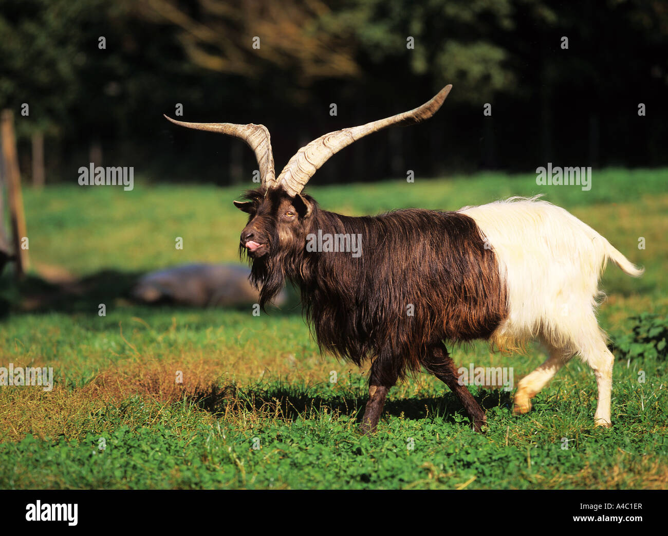 Valais blackneck goat hi-res stock photography and images - Alamy