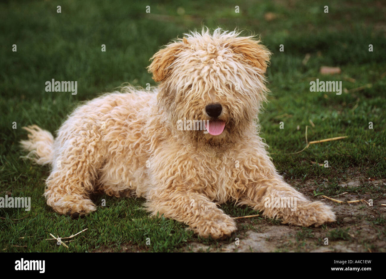 young Puli Dog - lying on meadow Stock Photo - Alamy